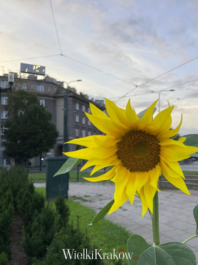 Co warto zobaczyć w Nowej Hucie? Atrakcje i zabytki