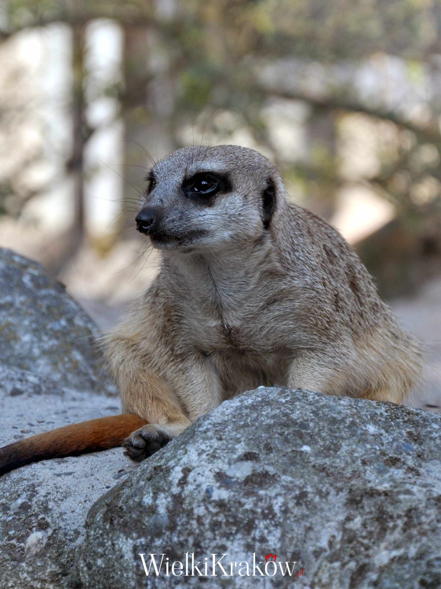 ZOO w Krakowie cennik dojazd parking i porady